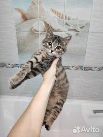Котёнок