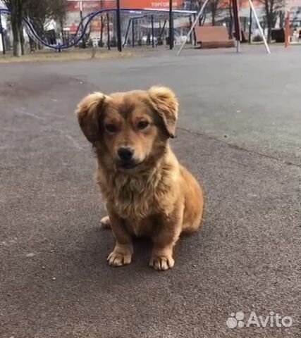 Павлик ищет дом