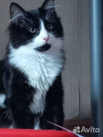 Кошечка красавица принцесса в добрые руки