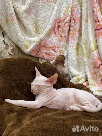 Котики сфинксы(браш)