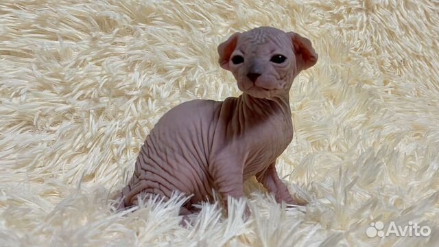 Эльф (female elf )