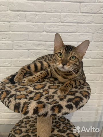 Бенгальская кошка