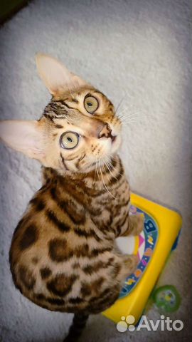 Бенгальские котята