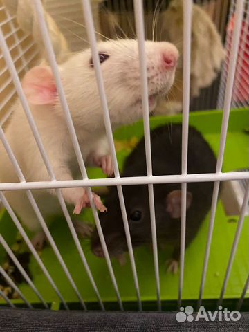 Крыса с клеткой бесплатно