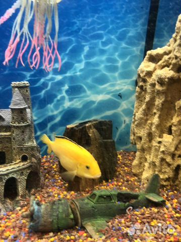 Аквариумные рыбы