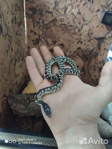 Королевский, колумбийский полоз