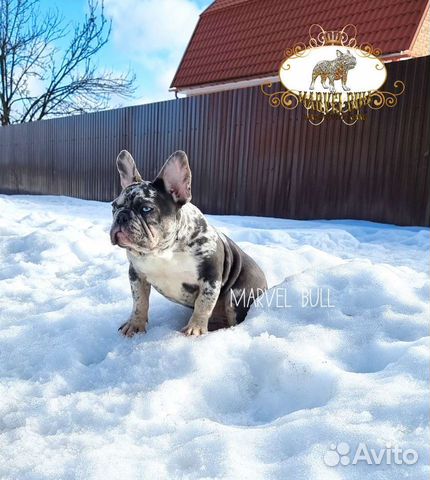 Французский бульдог щенки мерле