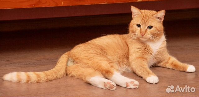 Обаятельный котик