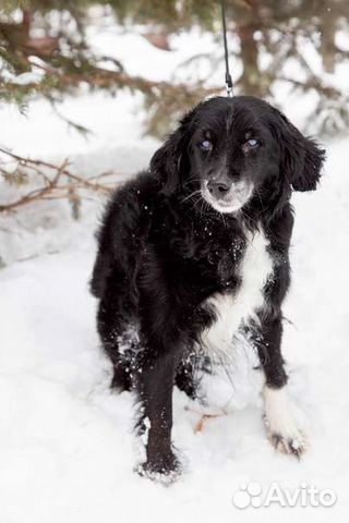 Пёс Дружок в добрые руки