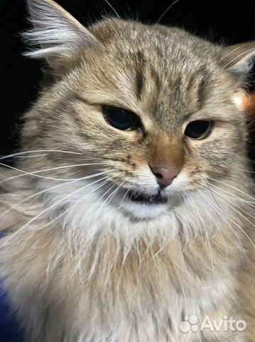 Пушистая кошка
