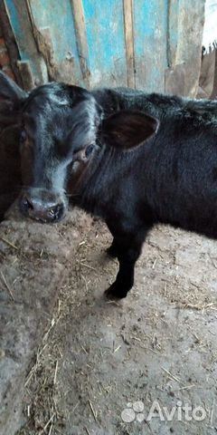 Продаётся бычок