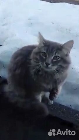 Котята,кошки,коты в добрые руки,ищут хозяина