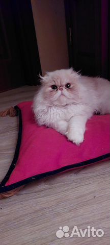 Продам котенка экзота