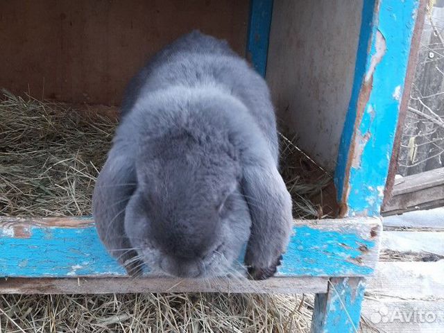 Поменяю на нутрий