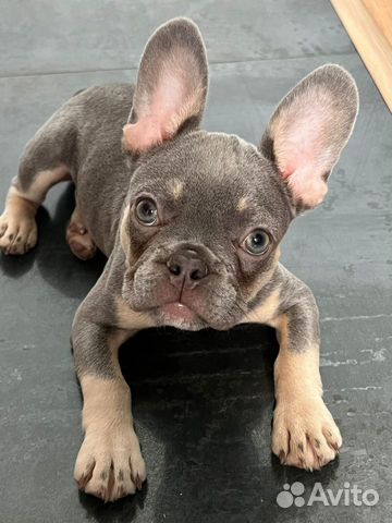Французский бульдог