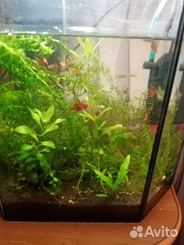 Аквариум с рыбкамии