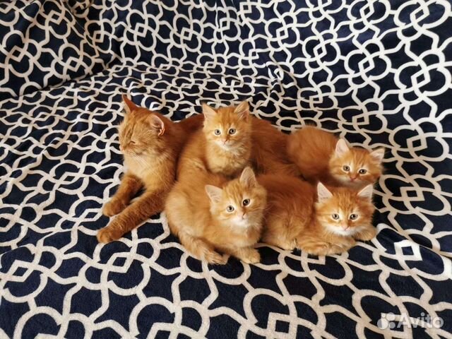 Сибирские котята