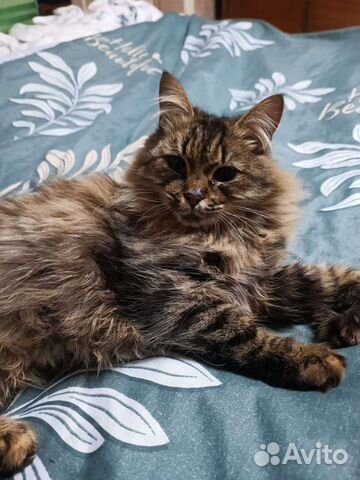 Кошка Ксюша в дар бесплатно