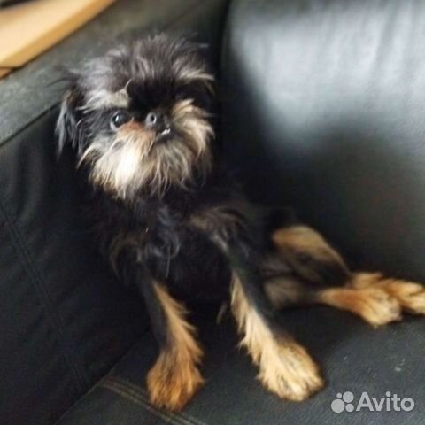 Бельгийский гриффон