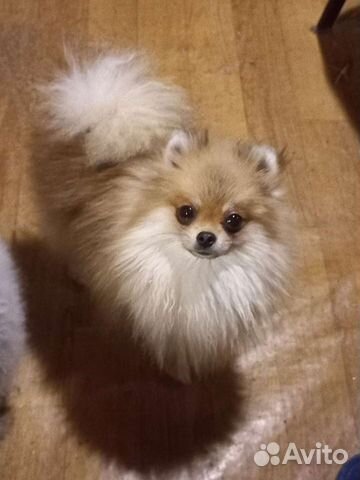 Шпиц крохотуля