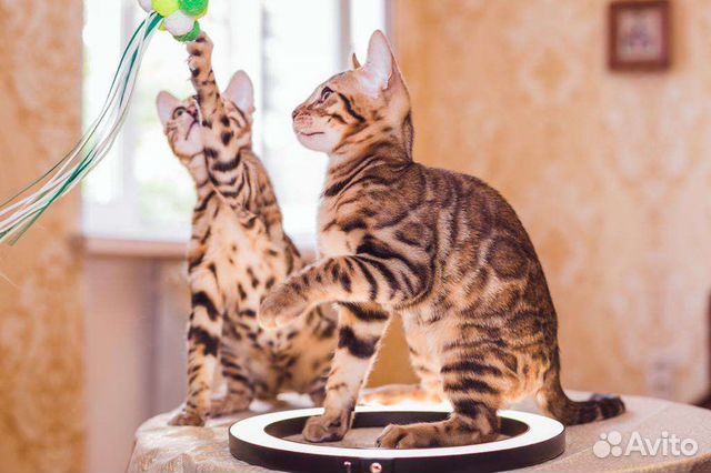 Бенгальская кошка девочка