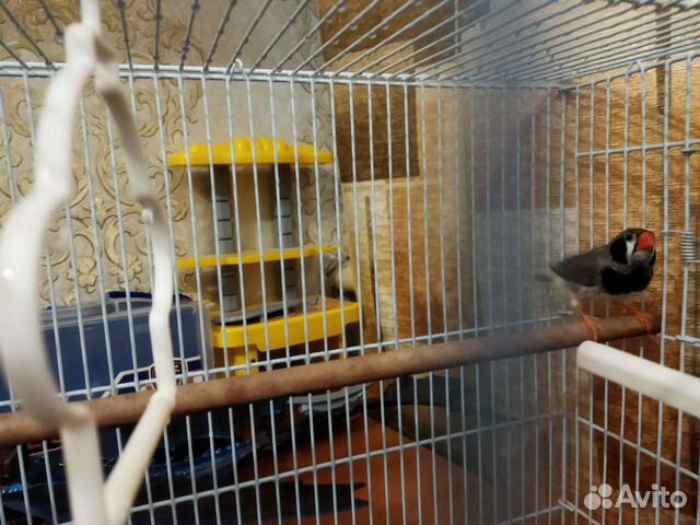 Амадина зебровая мальчик с клеткой