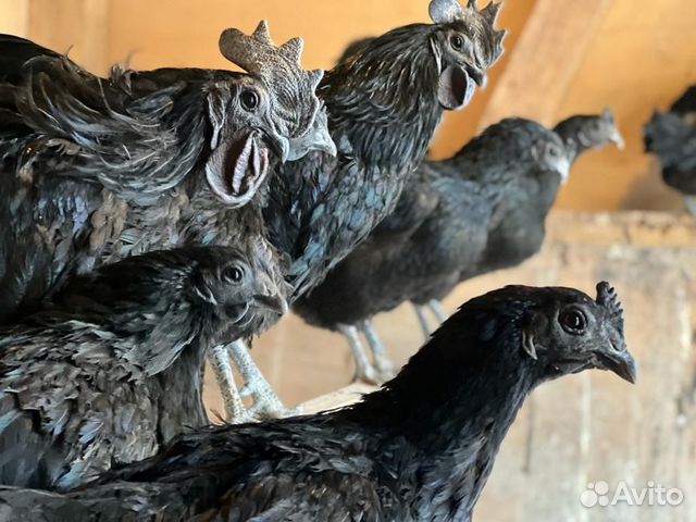 Аям Цемани - цыплята и инкубационное яйцо