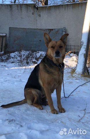 Собака Дора в добрые руки