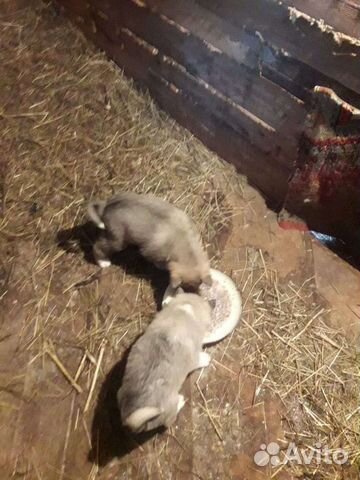 Западно сибирская лайка