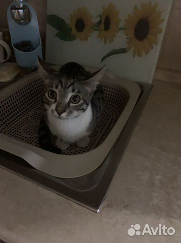 Котёнок Василий