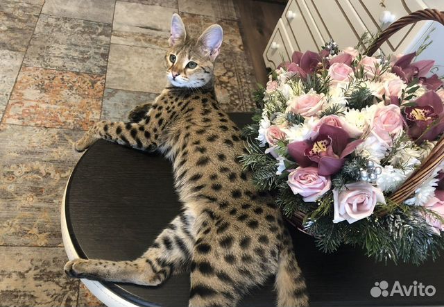 Кошка Savana F1