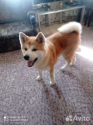 Акита ину бесплатно