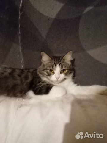 Кошечка Мишель
