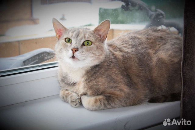 Кошечка с необычным окрасом ищет дом