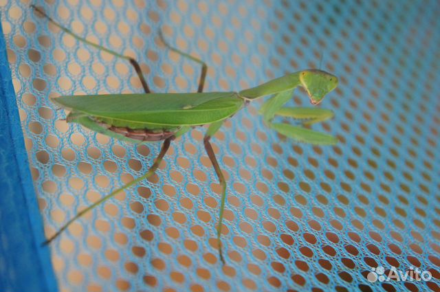 Богомол обыкновенный