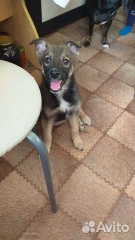 Малыш ищет маму