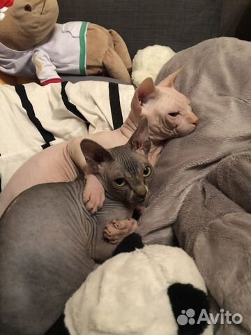 Пара канадских сфинксов