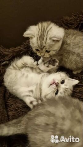 Котята пятно на серебре вискас