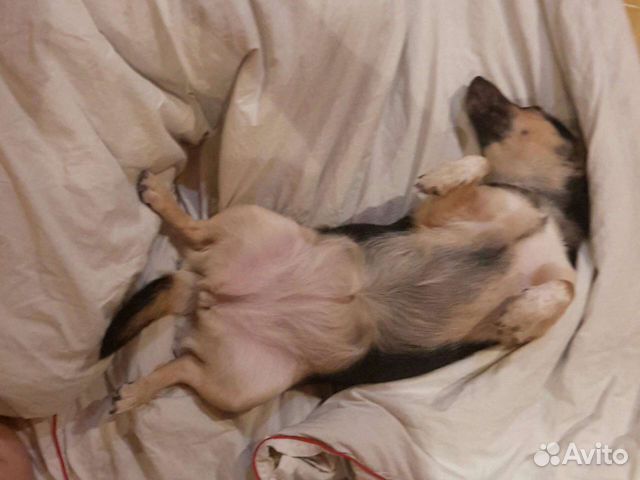 Требуется кабель для случки карликовой овчарки