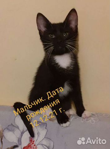 Отдам котят в добрые руки