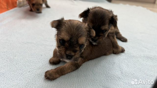Щенки Йорка Мини