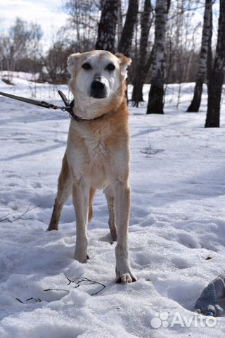 Собака Санни погибает в приюте