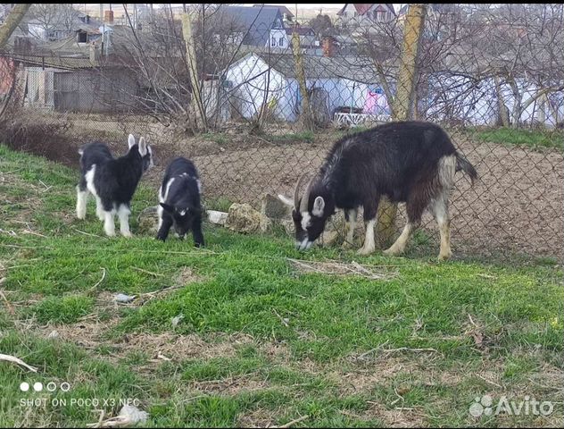 Коза дойная с козлятами