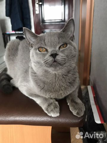 Британская кошечка вязка