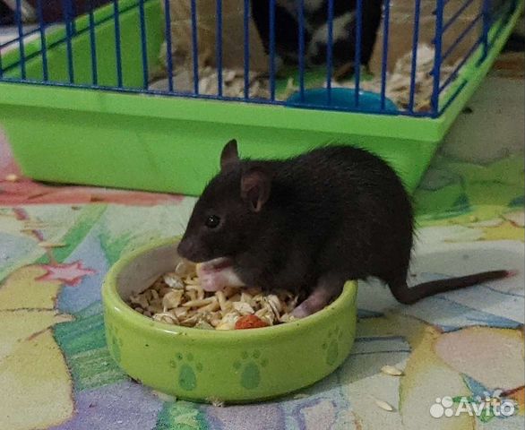 Крысята дамбо