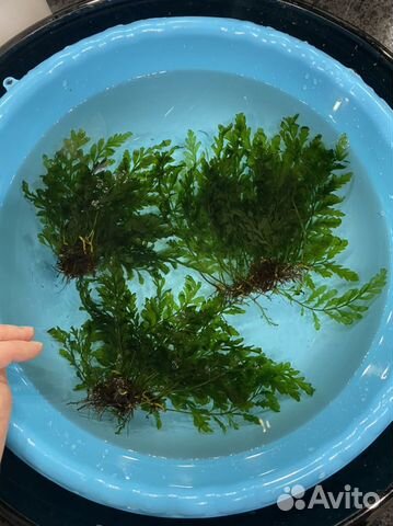 Болбитис геделоти компакт