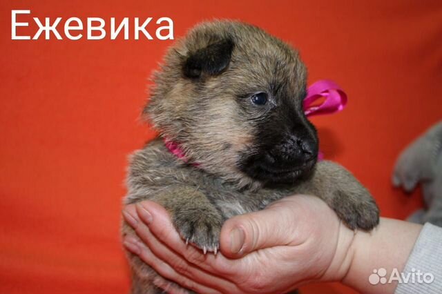 Милая Ежевика в заботливые руки
