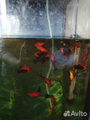 Рыбки меченосцы