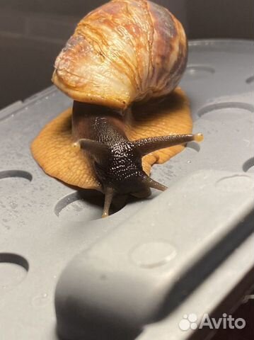 Улитки ахатины