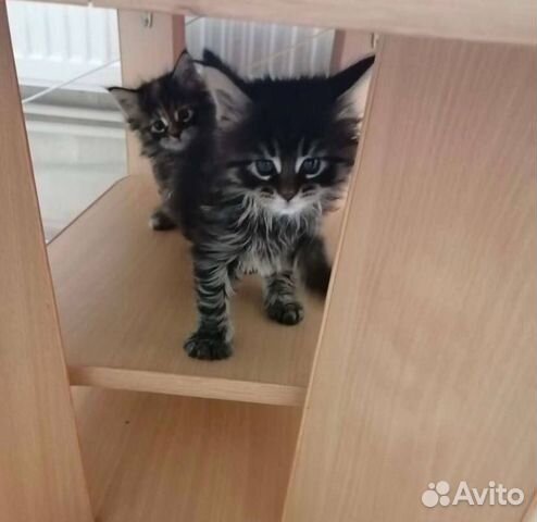 Добрячки сибирячки